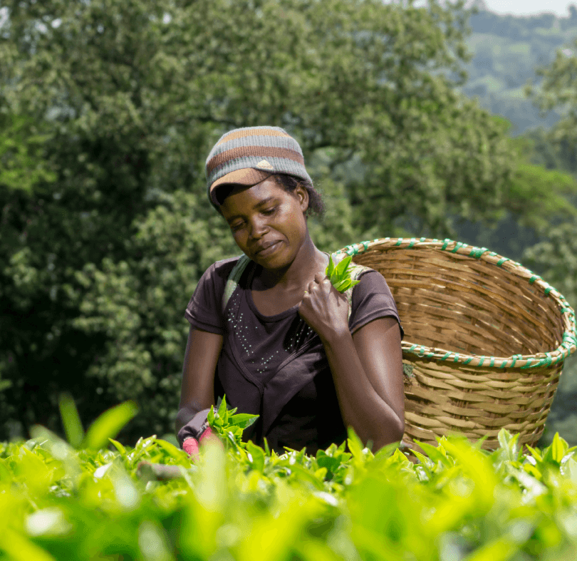 Home - Amani Tea